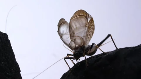 Male Bell cricket. Bell cricket | Stock Video | Pond5