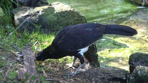 A male black curassow (Crax alector), is... | Stock Video | Pond5