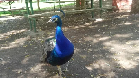 Speed Staring Stock Videos – Royalty-Free HD & 4K Videos | Pond5