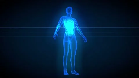 male body - x-ray scan with organs and s... | Stock Video | Pond5