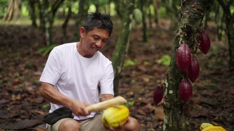 Male cacao farmer opens cacao pods with ... | Stock Video | Pond5