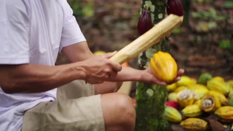 Male cacao farmer opens cacao pods with ... | Stock Video | Pond5