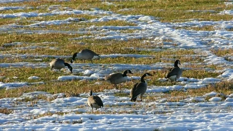 Goose Bobs Head Stock Video Footage | Royalty Free Goose Bobs Head ...