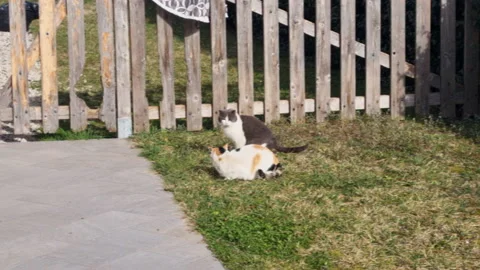 Cat Mating Stock Video Footage | Royalty Free Cat Mating Videos | Pond5