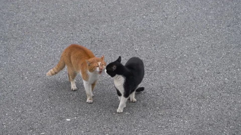 Cats Mating Stock Videos – Royalty-Free HD & 4K Videos