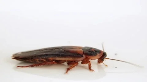 Male cockroach (blaptica dubia) moving i... | Stock Video | Pond5