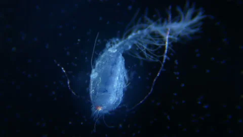 Male cyclops under the microscope in lak... | Stock Video | Pond5