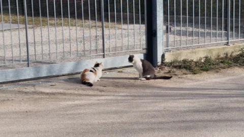 Male domestic cat, Felis Catus, approach... | Stock Video | Pond5