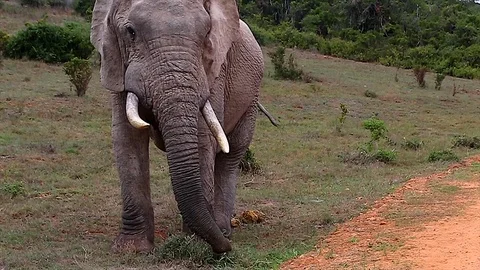 Elephant Pooping Stock Videos – Royalty-Free HD & 4K Videos