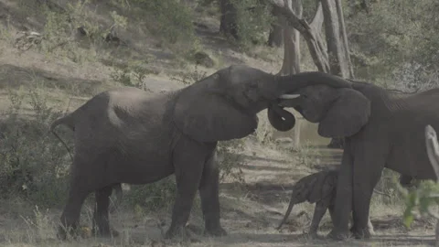 Male Cow Behavior Stock Videos – Royalty-Free HD & 4K Videos | Pond5