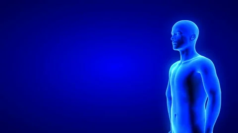 Muscle Animation Stock Videos – Royalty-Free HD & 4K Videos | Pond5