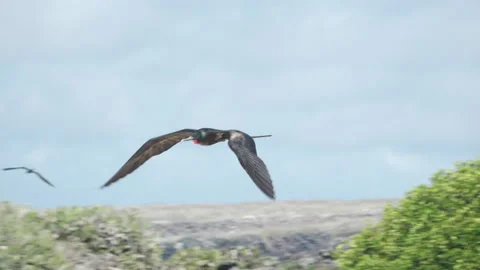 Bird Flying Wings Stock Footage ~ Royalty Free Stock Videos | Pond5
