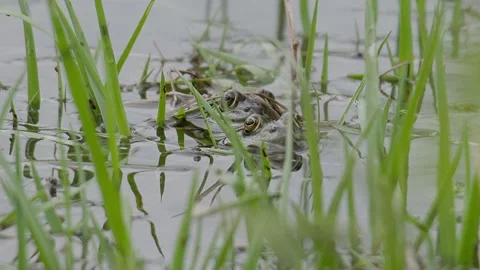 Male frog mounted on female frog mating ... | Stock Video | Pond5