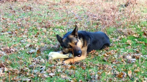 Who’s There Stock Videos – Royalty-Free HD & 4K Videos | Pond5