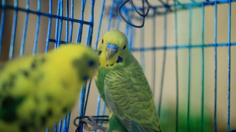 Male golden browed chlorophonia (Chlorop... | Stock Video | Pond5
