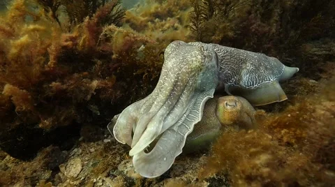 Female Point Guards Stock Videos – Royalty-Free HD & 4K Videos | Pond5