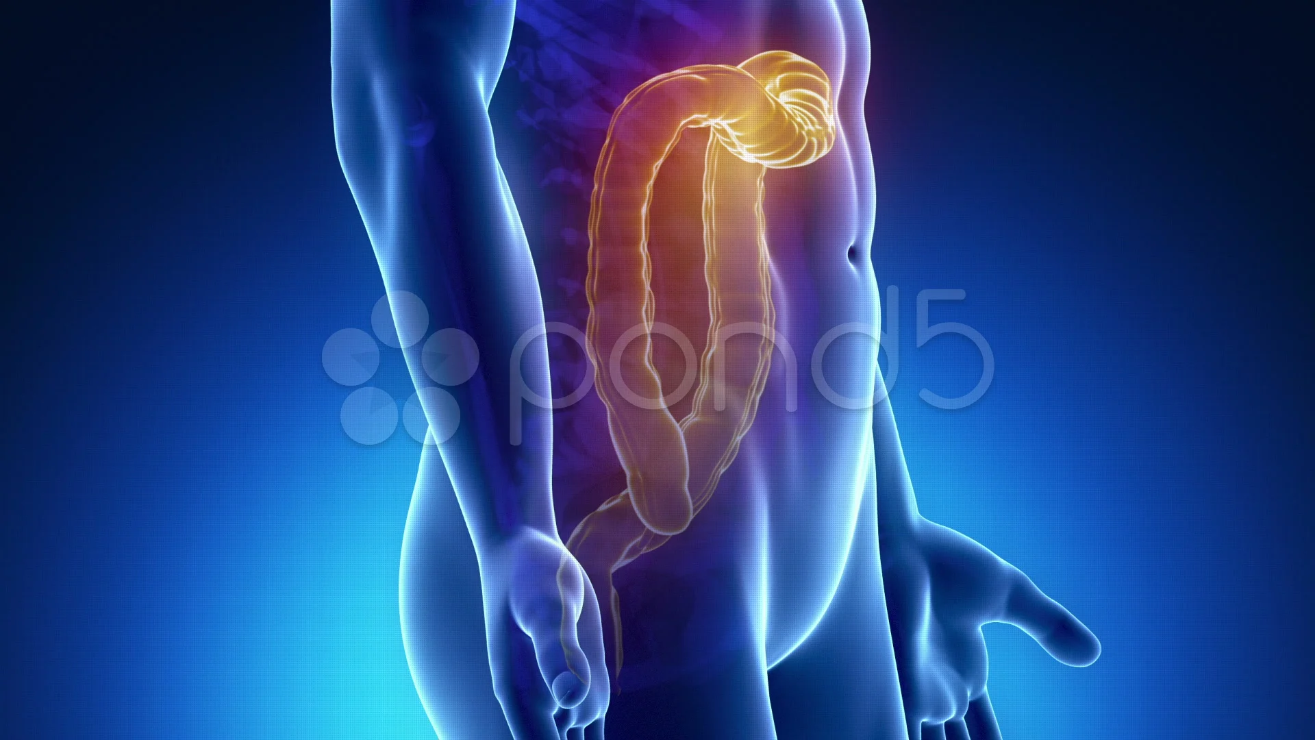 Diagram Of Male Colon