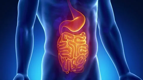 Male GUTS medical scan anatomy | Stock Video | Pond5