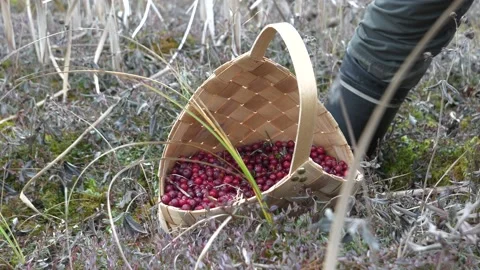 Male hand picking cranberries in wooden ... | Stock Video | Pond5
