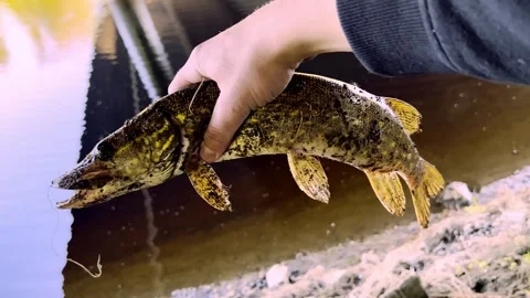 Male holding a fresh catch northern pike... | Stock Video | Pond5