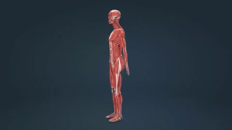 Male human muscular system anatomy | Stock Video | Pond5