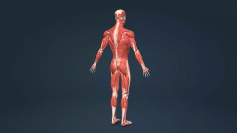 Male human muscular system anatomy | Stock Video | Pond5