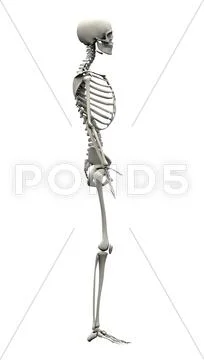 Male Human Skeleton - side view Stock Illustration #29622504