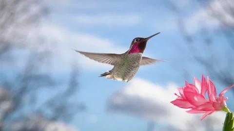 Male Hummingbird in Slow Motion with Blu... | Stock Video | Pond5