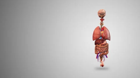 Male Internal Organs Stock Videos – Royalty-Free HD & 4K Videos | Pond5