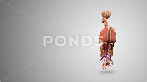 Male Internal Organs with gradient background: Graphic #280227857