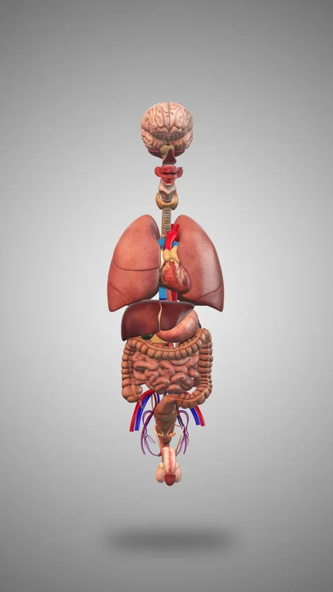 Male Internal Organs Stock Videos – Royalty-Free HD & 4K Videos | Pond5