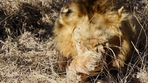 Wounded Lion Stock Video Footage | Royalty Free Wounded Lion Videos | Pond5
