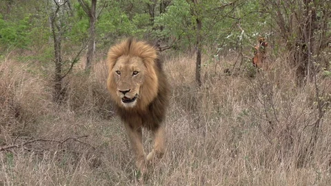 A male lion on the move during the day i... | Stock Video | Pond5