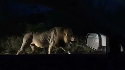 Male lion moving along a road near safar... | Stock Video | Pond5