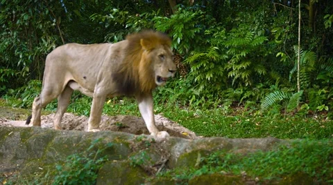 Male Lion Pacing at the Zoo | Stock Video | Pond5