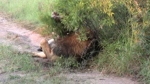 Lion Pooping Stock Videos – Royalty-Free HD & 4K Videos | Pond5