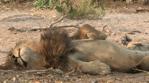 Lion On Back Stock Videos – Royalty-Free HD & 4K Videos