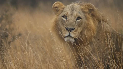 Attention Stock Footage ~ Royalty Free Stock Videos | Pond5