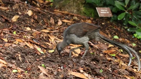 A male Lyre Bird calling out , this is a... | Stock Video | Pond5