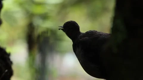 A male Lyre Bird calling out , this is a... | Stock Video | Pond5