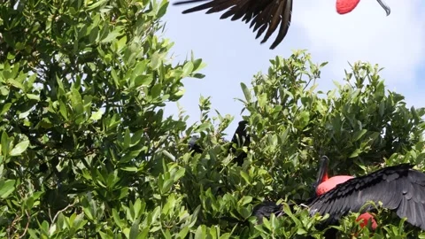 Deep Throat Sea Stock Videos – Royalty-Free HD & 4K Videos