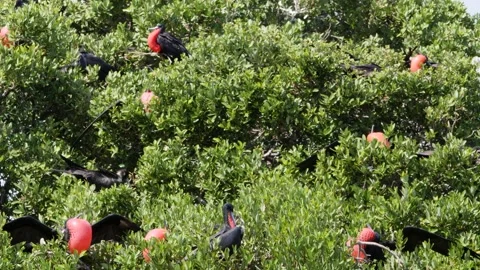 Deep Throat Sea Stock Videos – Royalty-Free HD & 4K Videos