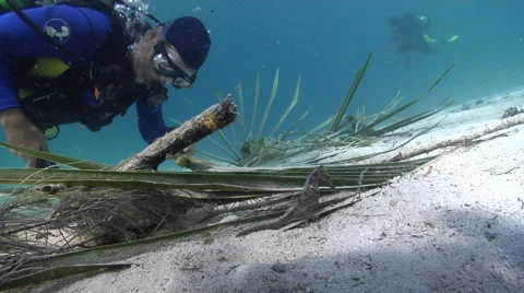 Male model scuba diver on muck with Comm... | Stock Video | Pond5