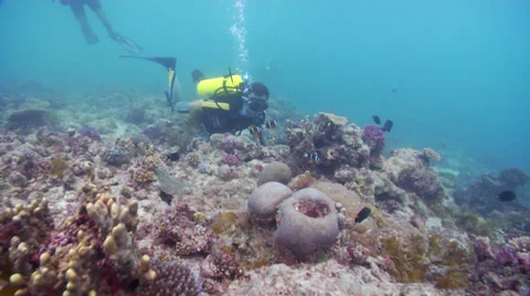 P Model Scuba Stock Videos – Royalty-Free HD & 4K Videos