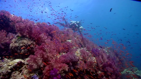 P Model Scuba Stock Videos – Royalty-Free HD & 4K Videos