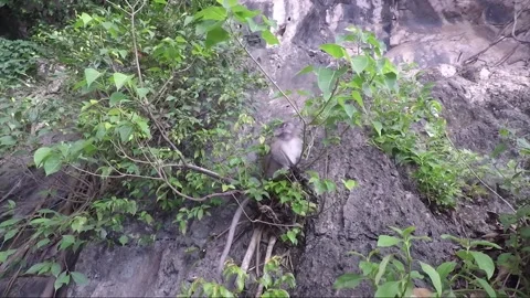 Male Monkey climbs on limestone cliff, B... | Stock Video | Pond5
