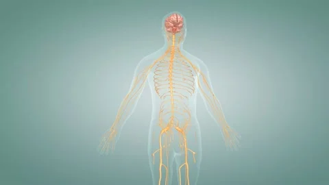 Male nervous system front view | Stock Video | Pond5