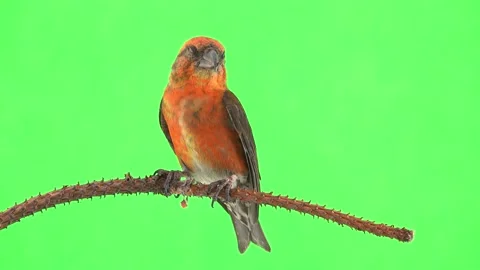 male red beak on the branch, green scree... | Stock Video | Pond5
