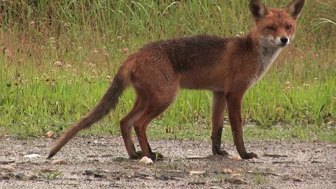 Short Wildlife Videos Stock Videos – Royalty-Free HD & 4K Videos | Pond5