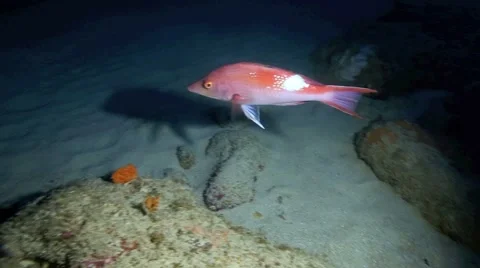 Pigfish Stock Video Footage | Royalty Free Pigfish Videos | Pond5